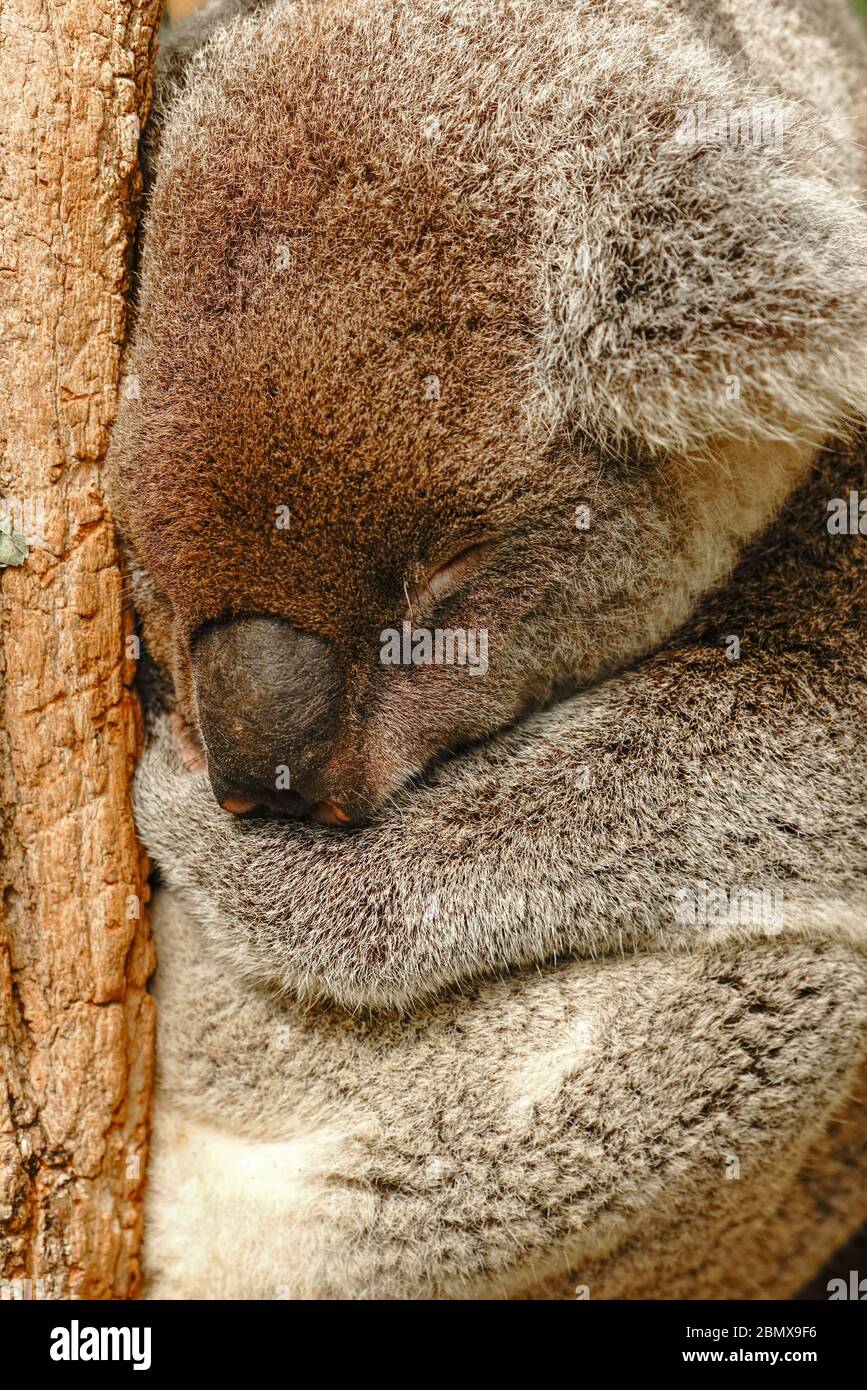 Queensland Australia Brisbane. Lone Pine is situated about 14 kms from ...