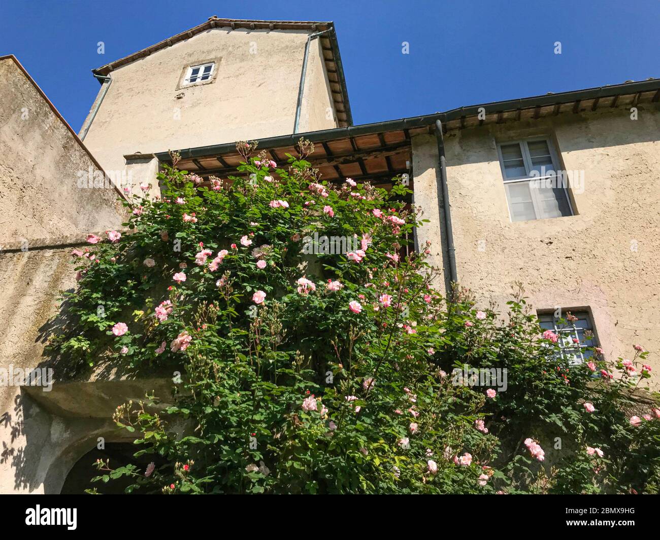 Climbing rosebush in bloom outside old house walls Stock Photo - Alamy