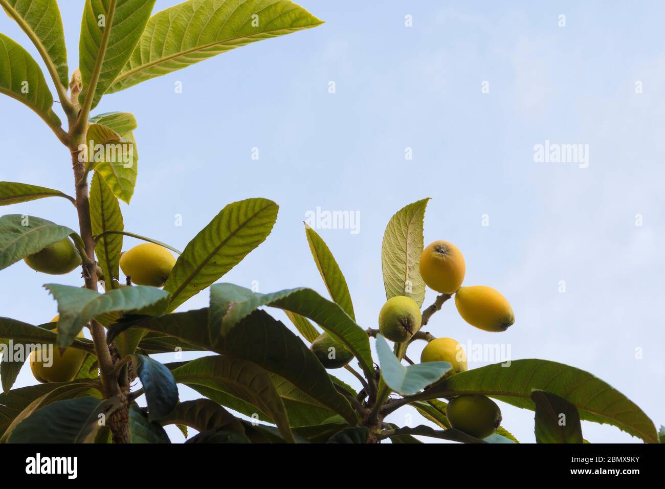 Loquats growing on tree hi-res stock photography and images - Alamy