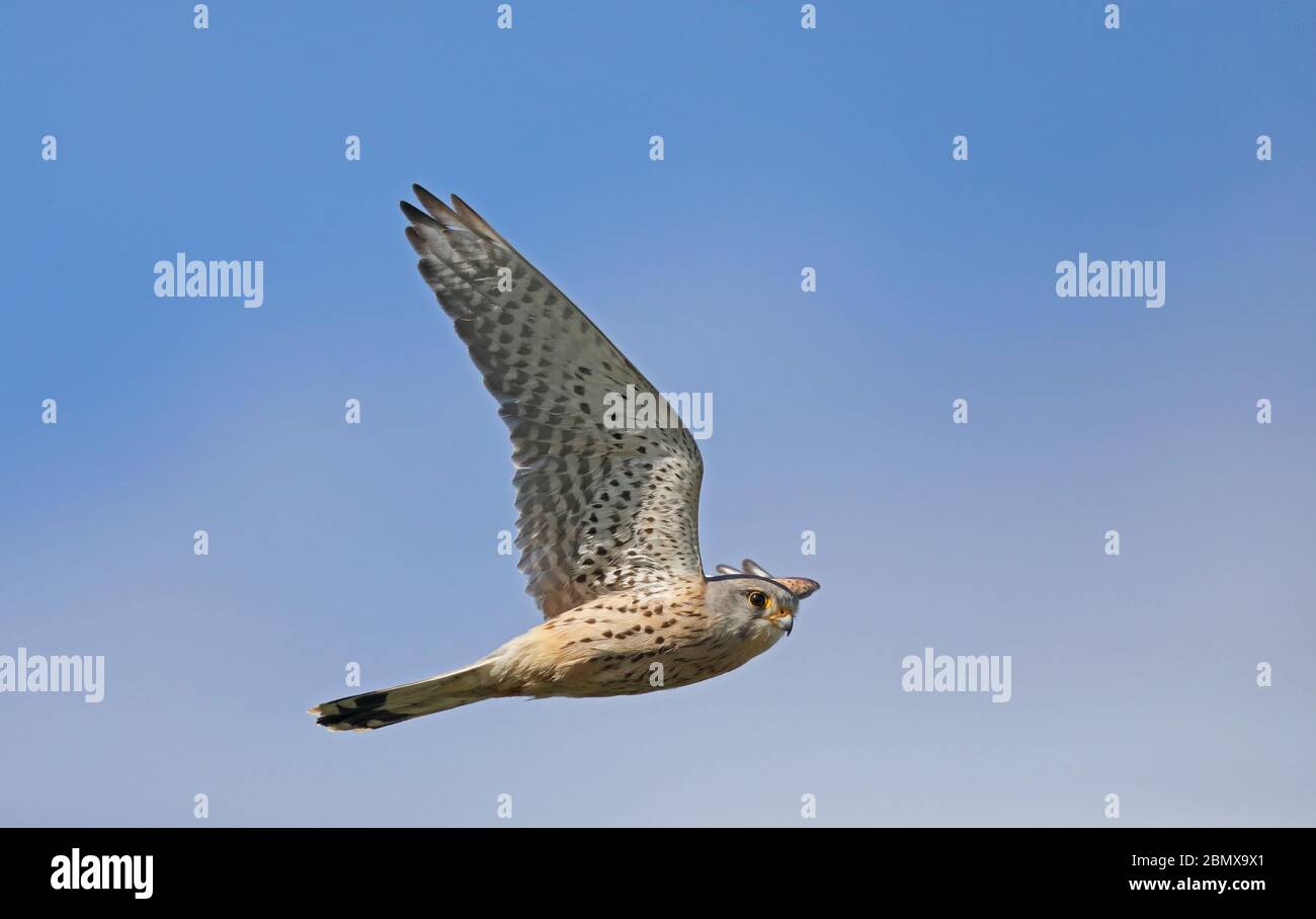 Kestrel, Falco tinnunculus, flying under blue sky Stock Photo - Alamy