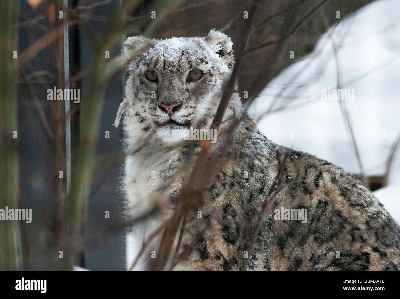 Black panthera pardus hunting hi-res stock photography and images - Alamy