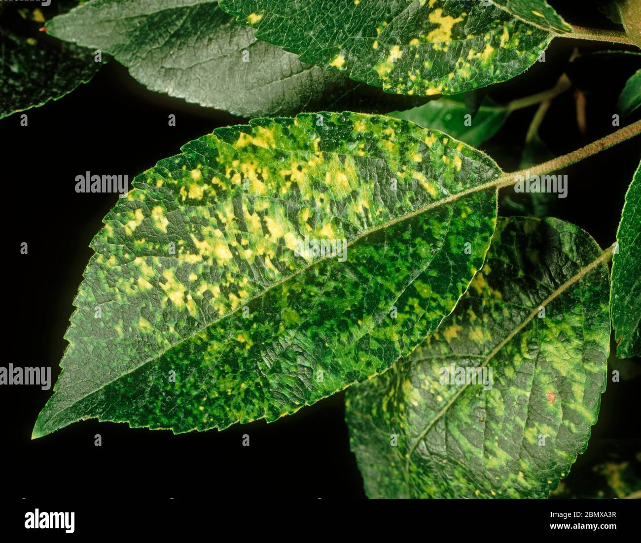 Mottling and reticulation of an apple leaf caused by apple mosaic virus ...