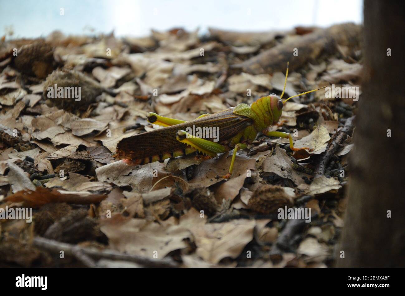 Giant grasshopper (Tropidacris collaris Stock Photo - Alamy