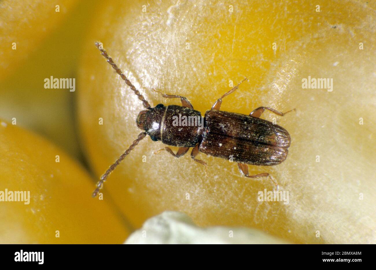 Grain beetle store hi-res stock photography and images - Alamy