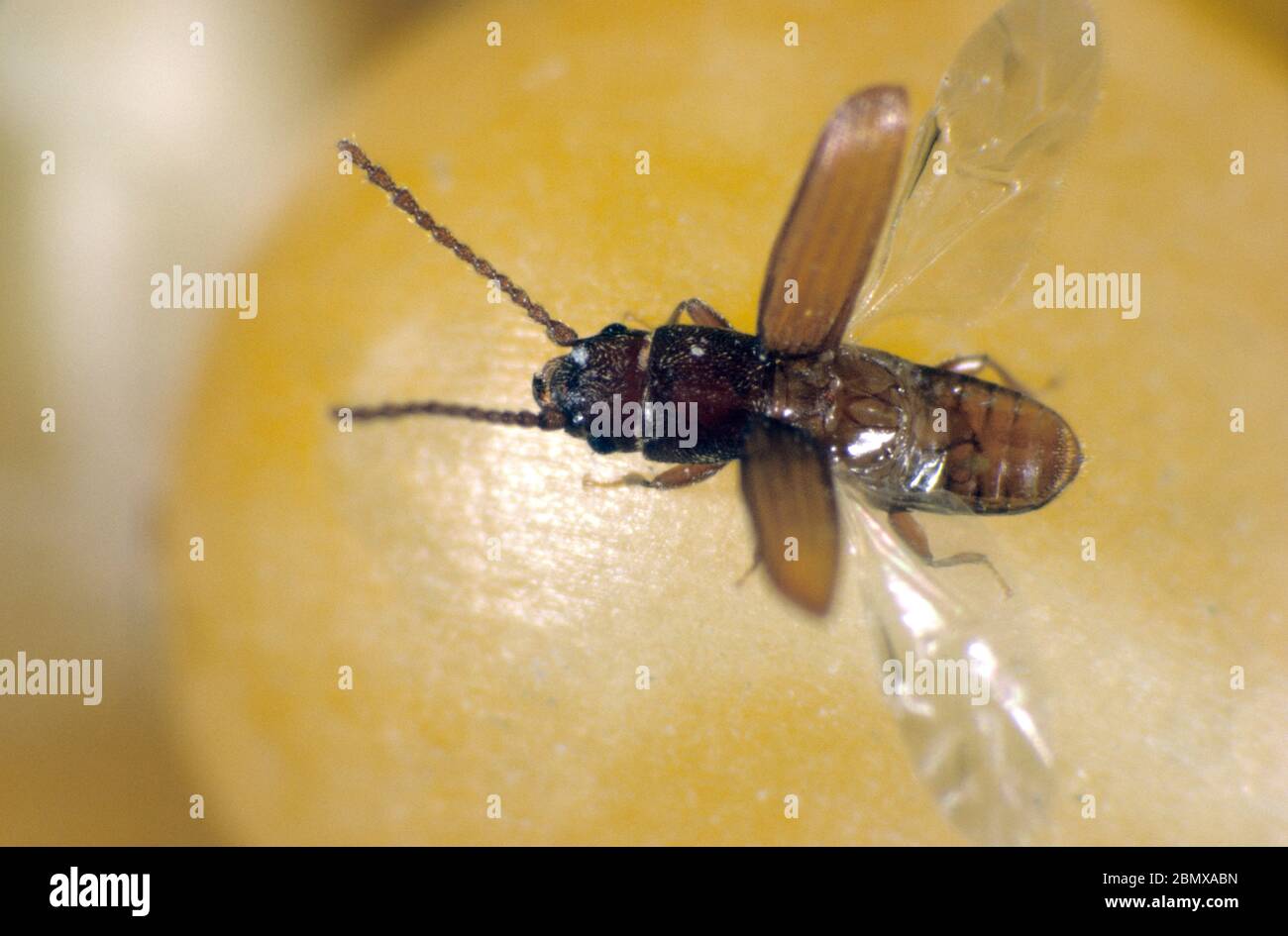 Rust red, rusty or flat grain beetle (Cryptolestes ferrugineus) a ...