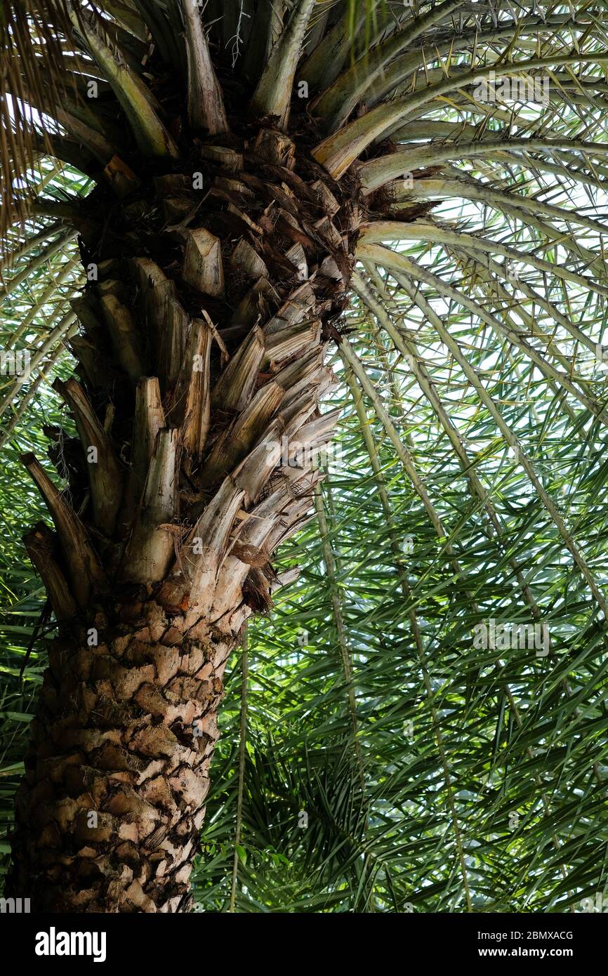 Bottom view of the oriental tropical palm tree Stock Photo - Alamy