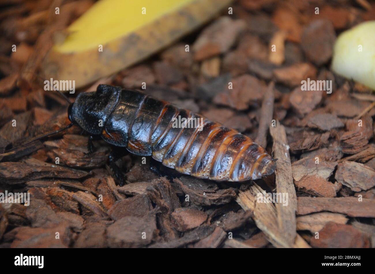 Madagascar hissing cockroaches (Gromphadorhina portentosa Stock Photo ...