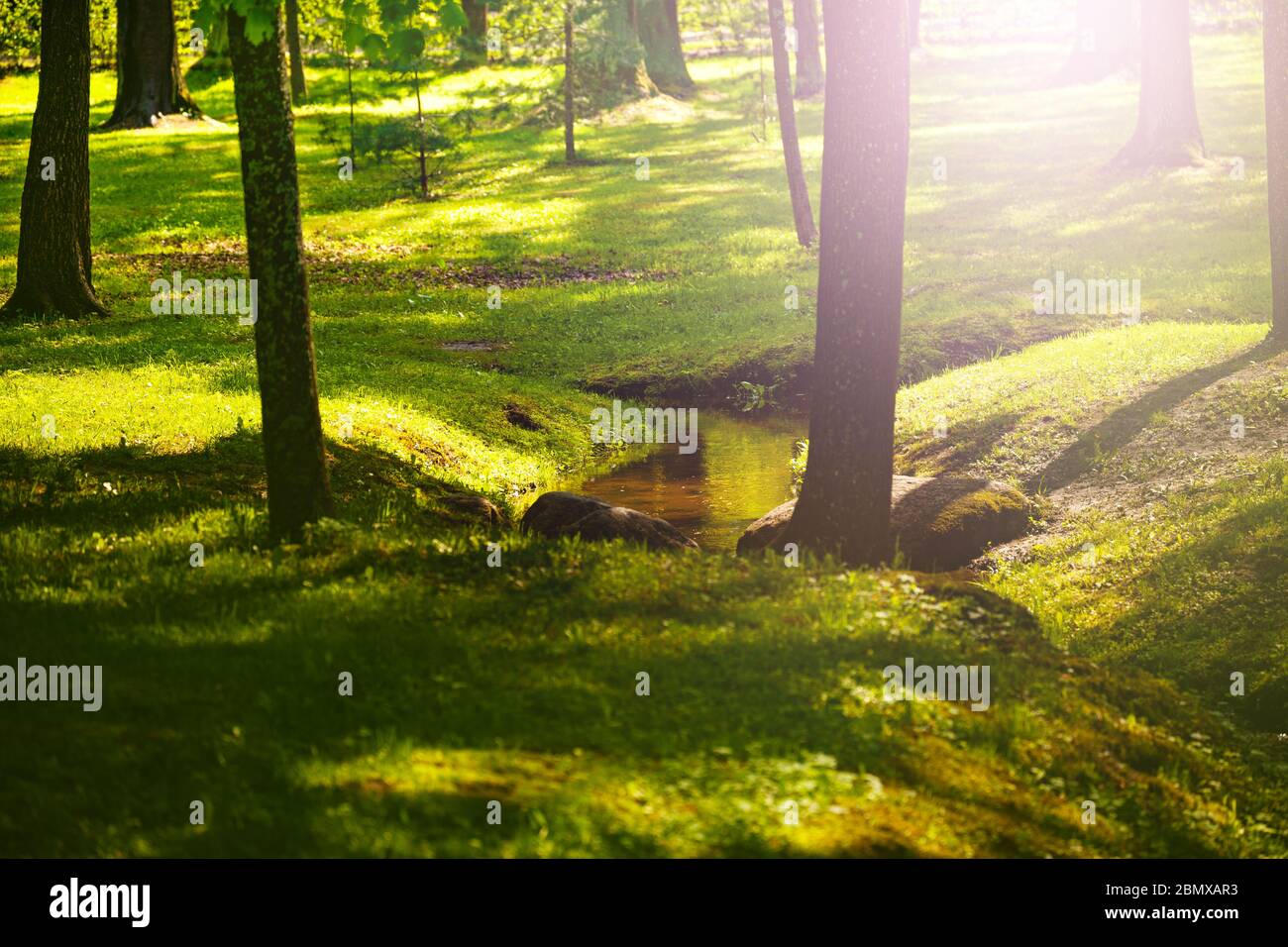 Small creek in the park with water flowing in spring forest Stock Photo ...