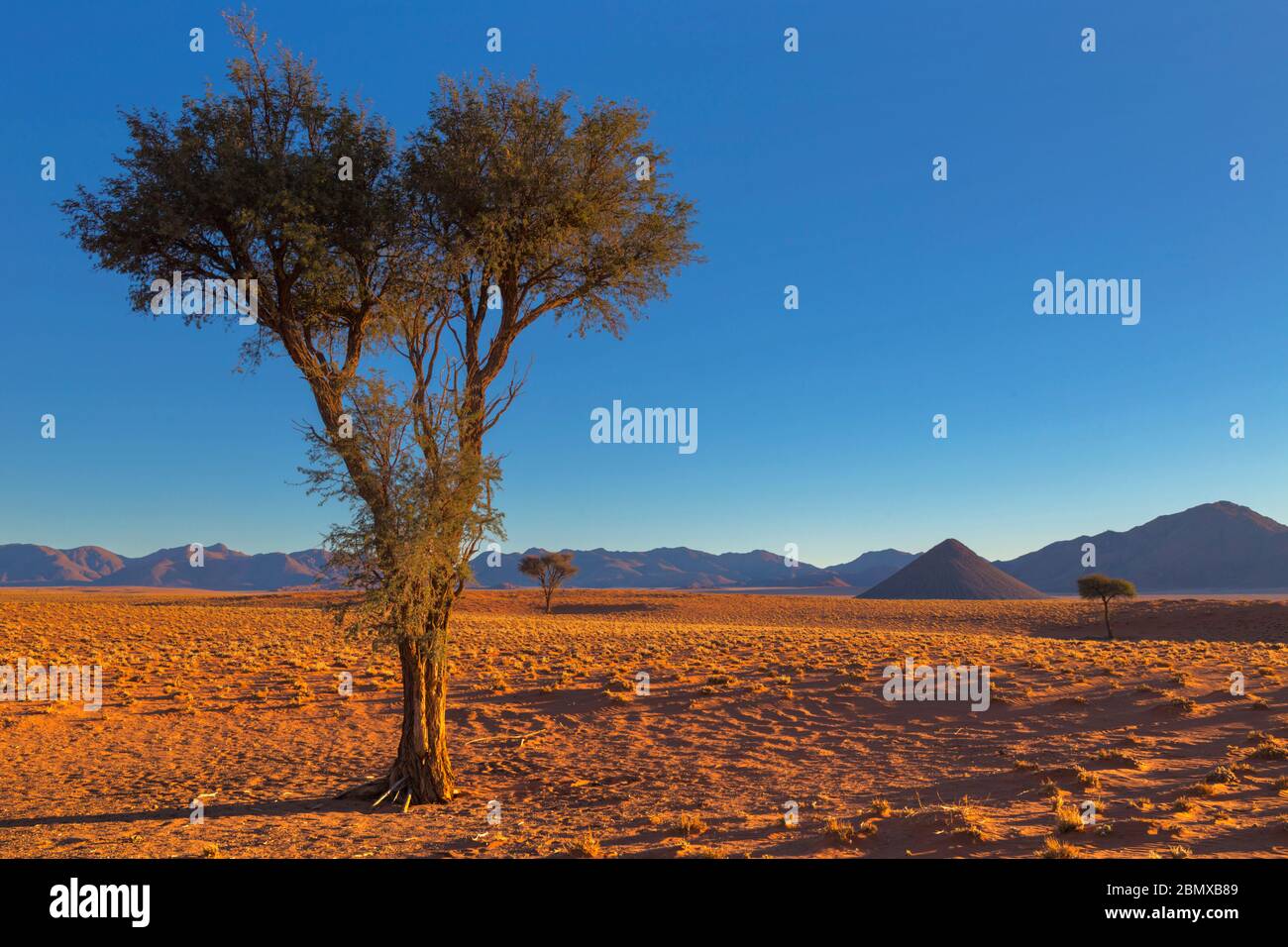 Camelthorn tree in dry country Stock Photo - Alamy