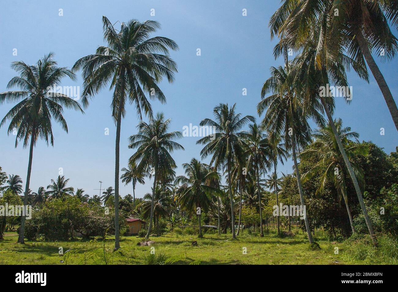Palm grove in Thailand in Phuket near the village. Summer. Travel ...