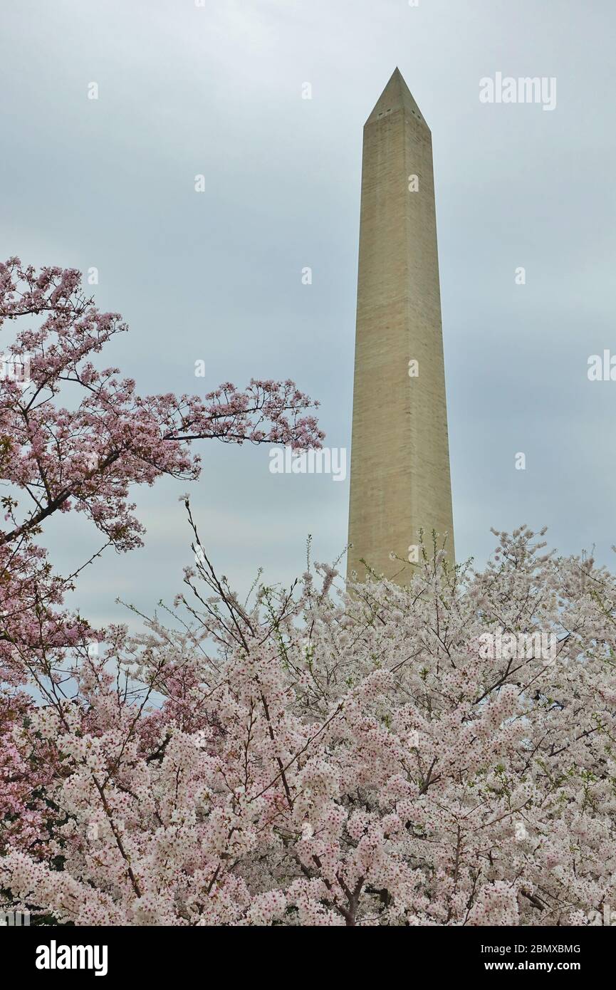 Prunus obelisk hi-res stock photography and images - Alamy