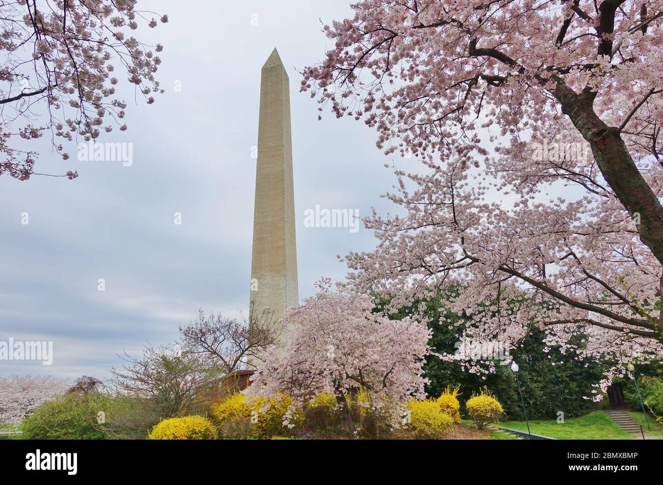 Prunus obelisk hi-res stock photography and images - Alamy