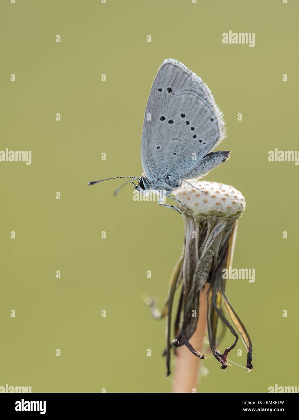 Small Blue butterfly (Cupido Minimus) roosting on a flowerhead, taken ...