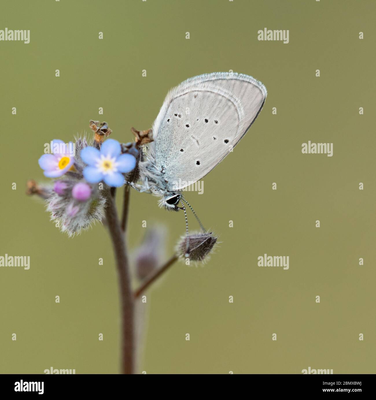 Small blue butterfly hi-res stock photography and images - Alamy