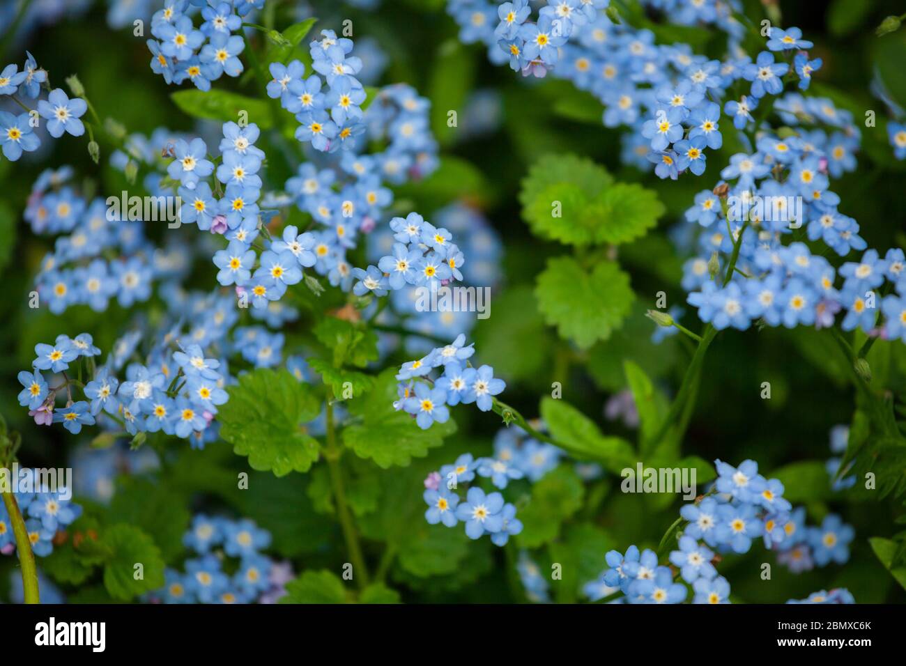 Field forget me nots hi-res stock photography and images - Alamy