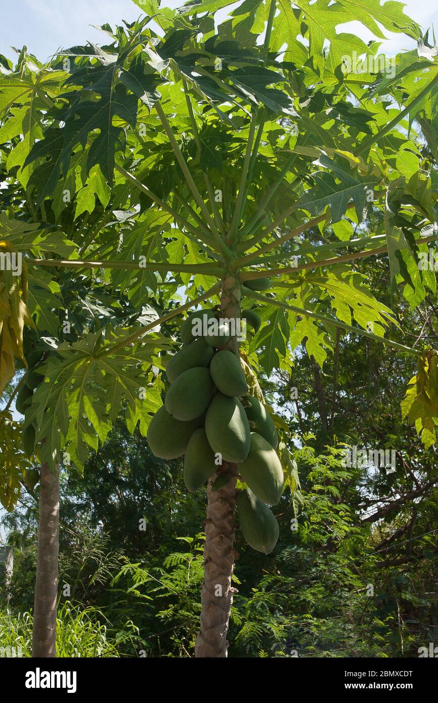 Mango ripen on a tree in Thailand on the island of Phuket. Harvest ...