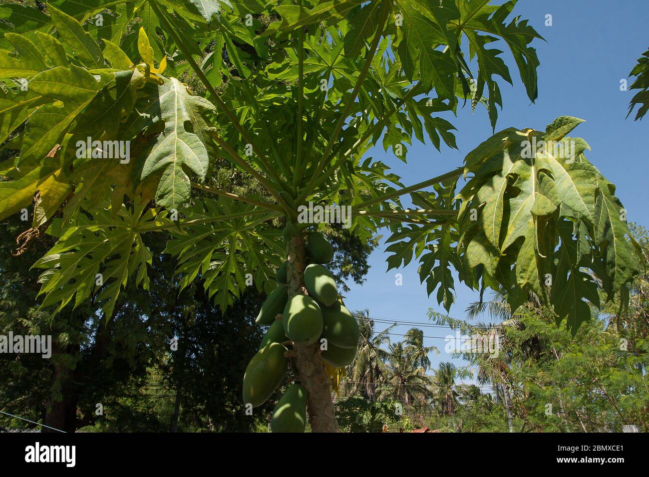 A bunch of Mango ripen on a tree in Thailand on the island of Phuket ...