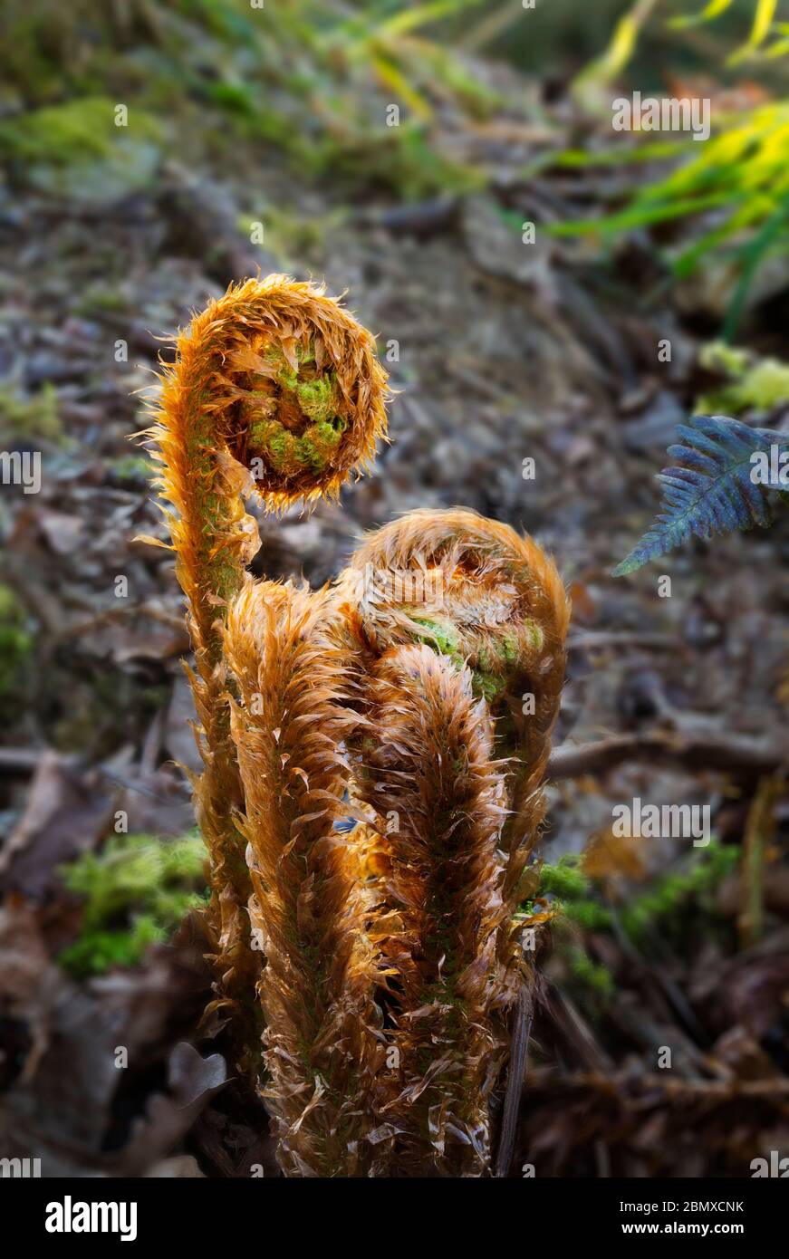 Uncurl hi-res stock photography and images - Alamy