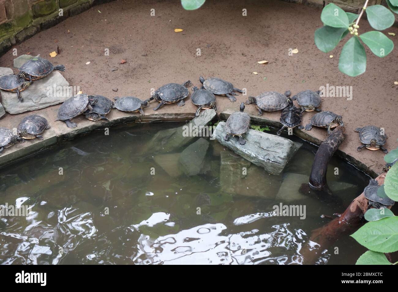 A bale of turtles at Tropical World, Leeds Stock Photo - Alamy