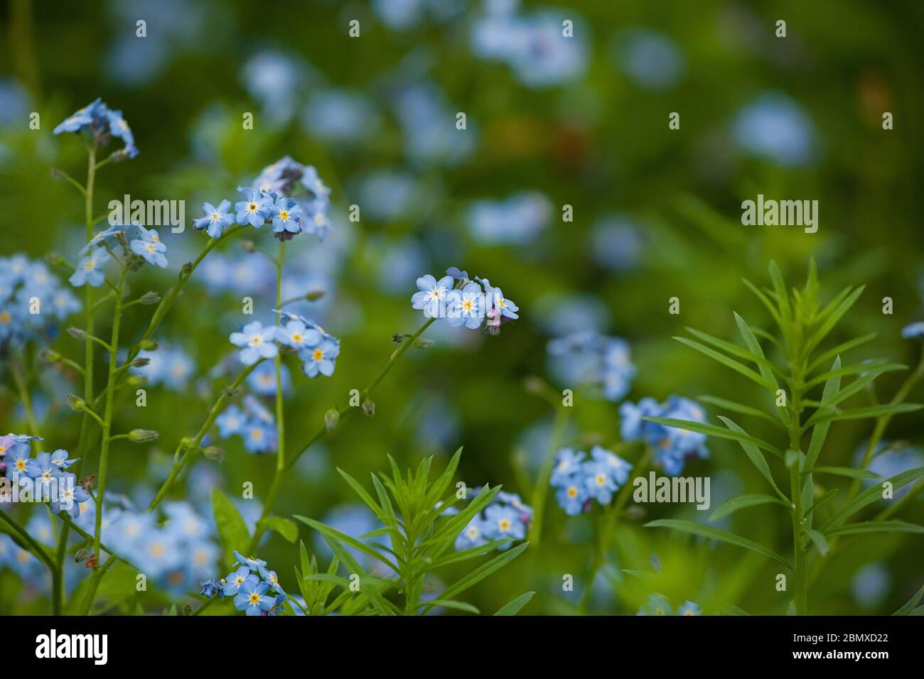 Field of delicate forget-me-nots. Summer floral blue background and ...