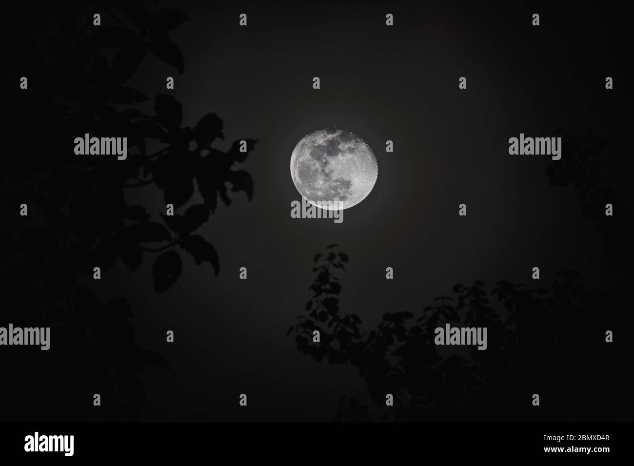 Full moon night jungle hi-res stock photography and images - Alamy