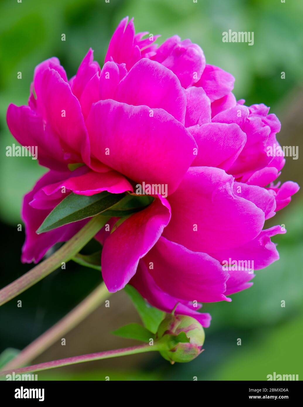Red-violet colored flower of peony Stock Photo - Alamy