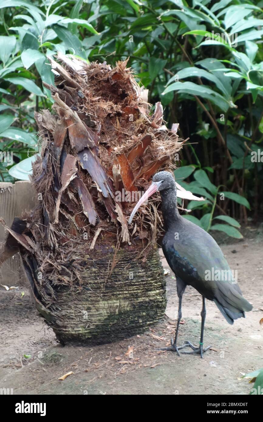 An interesting bird at Tropical World in Leeds Stock Photo - Alamy