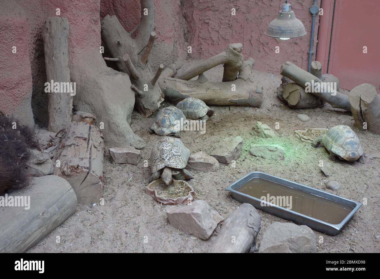 A bale of turtles at Tropical World, Leeds Stock Photo - Alamy
