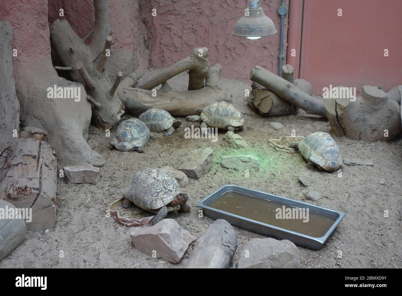 A bale of turtles at Tropical World, Leeds Stock Photo - Alamy