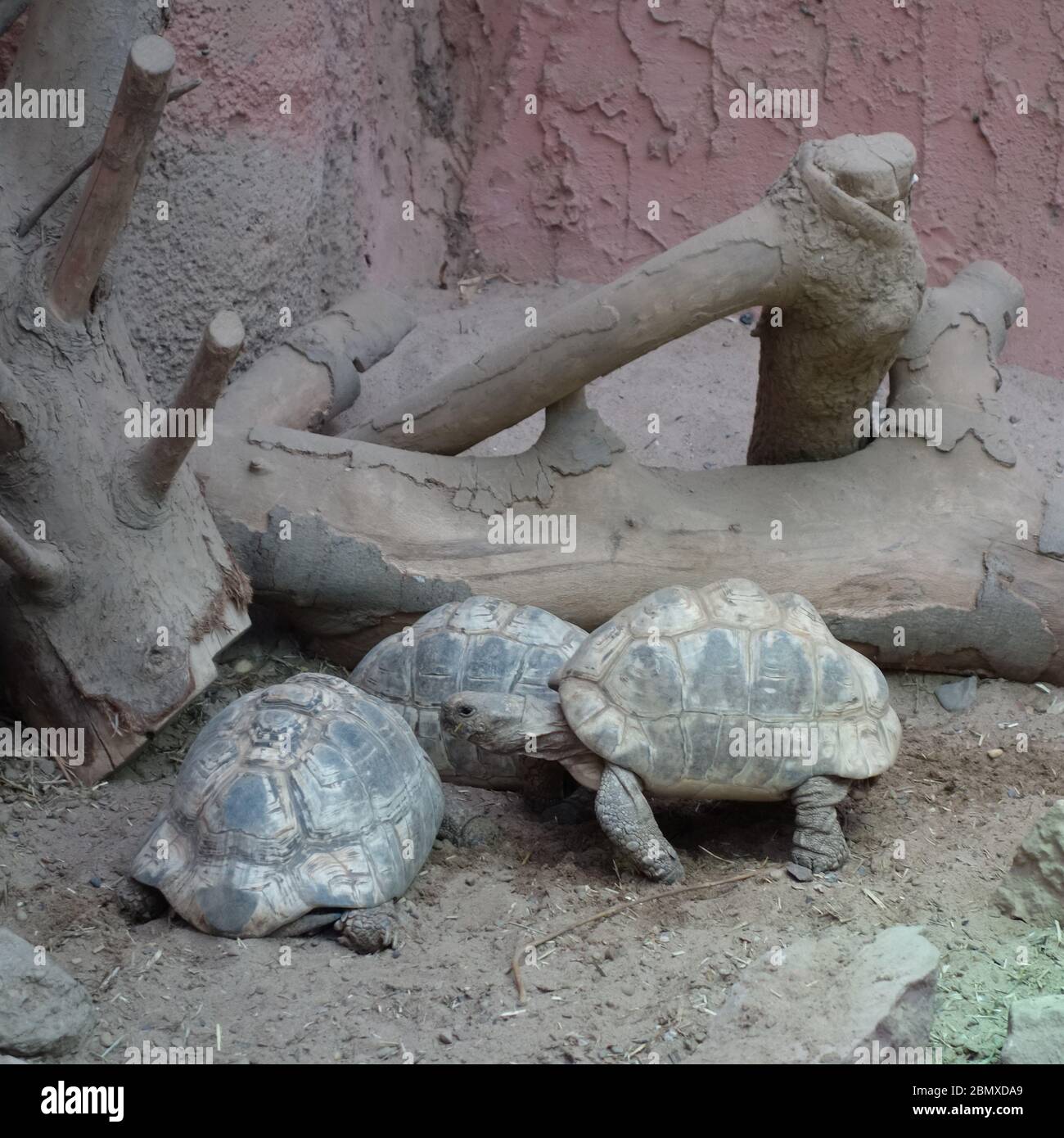 A bale of turtles hi-res stock photography and images - Alamy