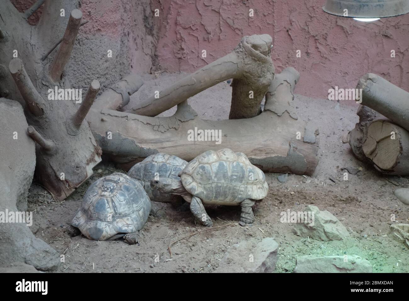 A bale of turtles High Resolution Stock Photography and Images - Alamy