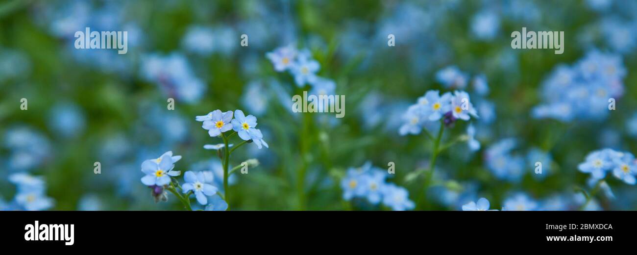 Field of delicate forget-me-nots. Summer floral blue background,banner ...
