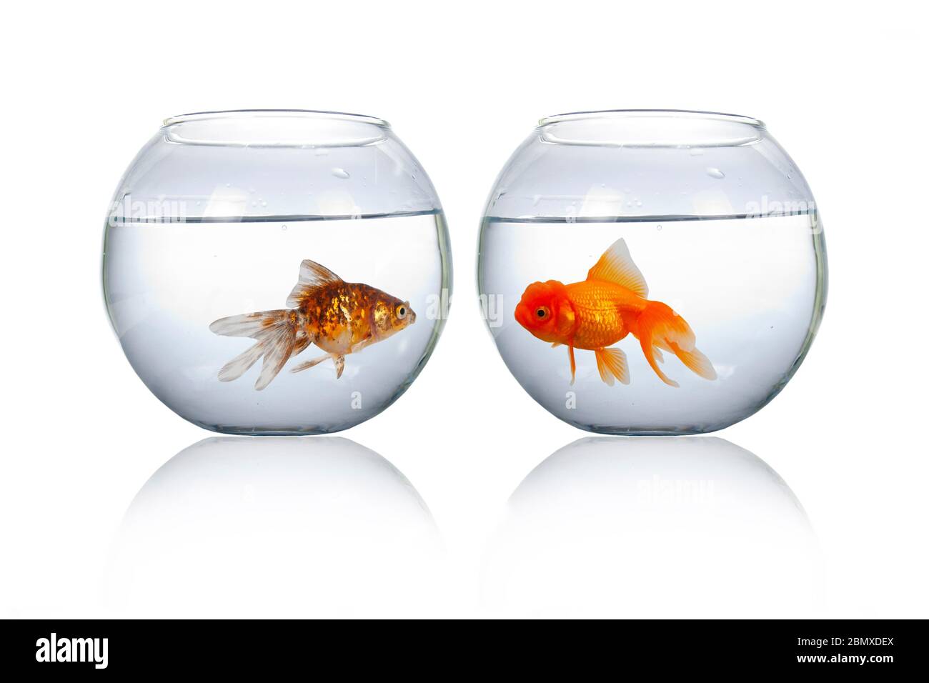 Two round aquarium with goldfish isolated on a white background.Fish ...