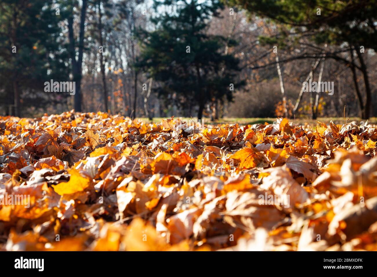Beautiful autumn park. Beautiful fall landscape Stock Photo - Alamy