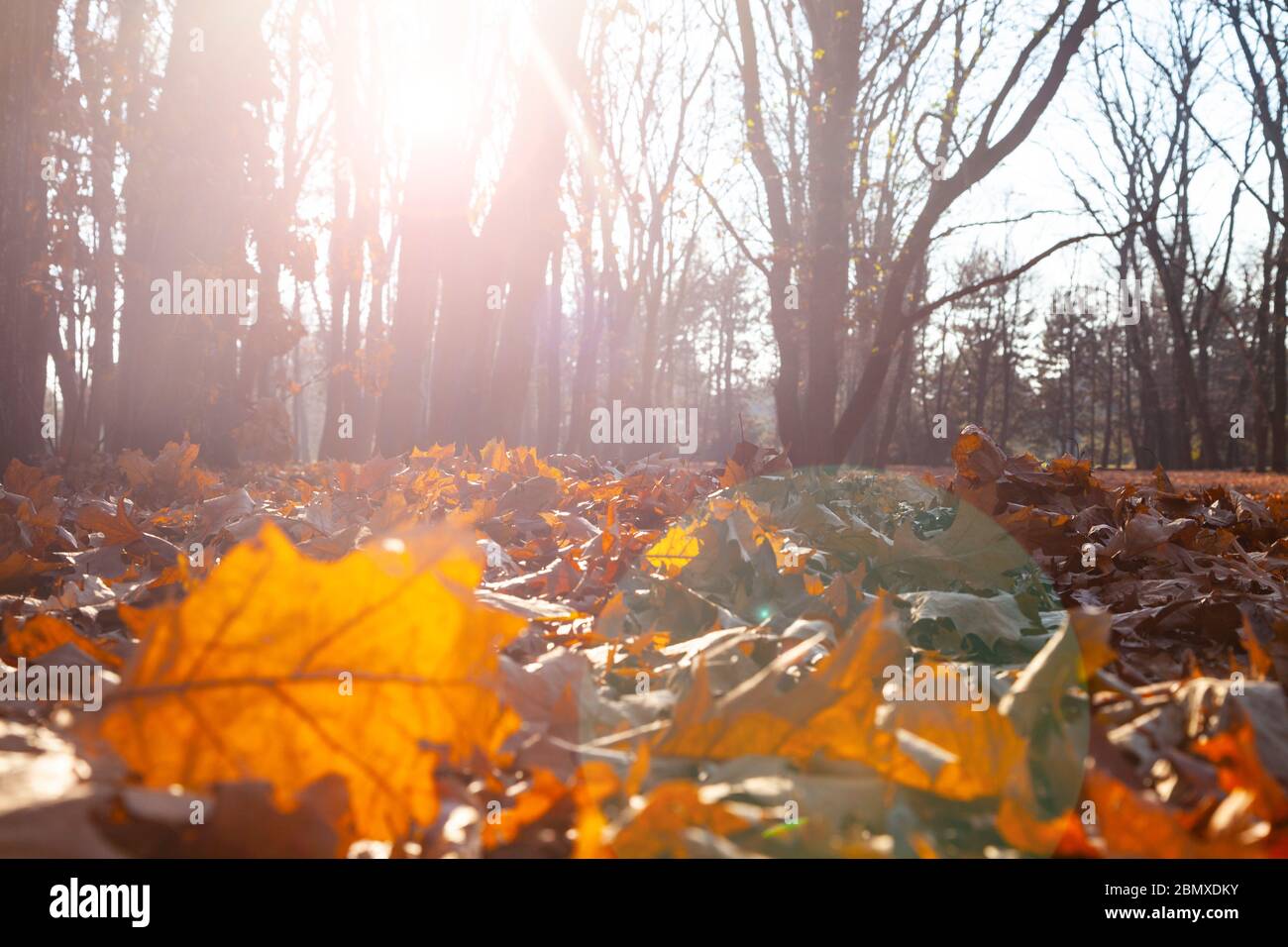 Fallen yellow leaves close-up.Beautiful fall landscape Stock Photo - Alamy