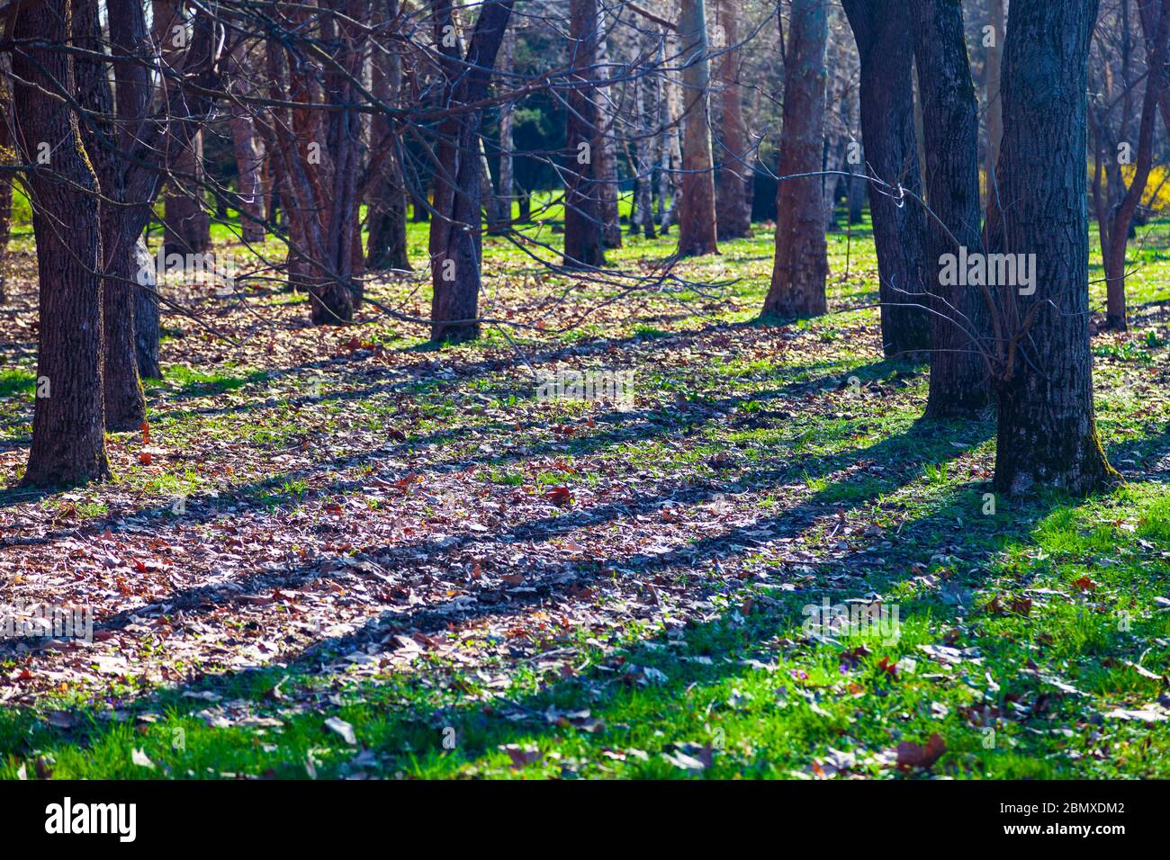 Spring landscape. Trunks of trees and land without grass Stock Photo ...