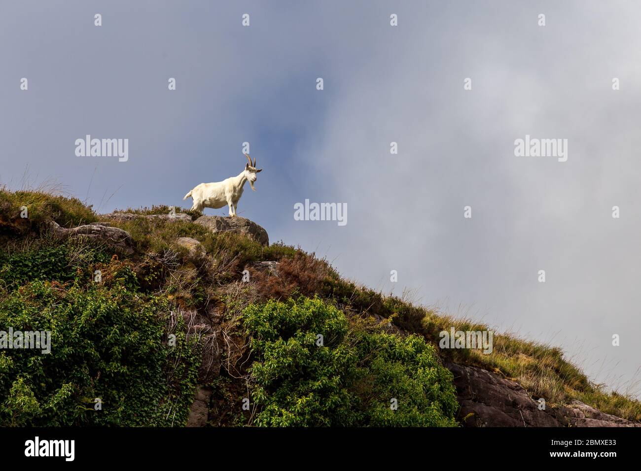 Kerry goat hi-res stock photography and images - Alamy