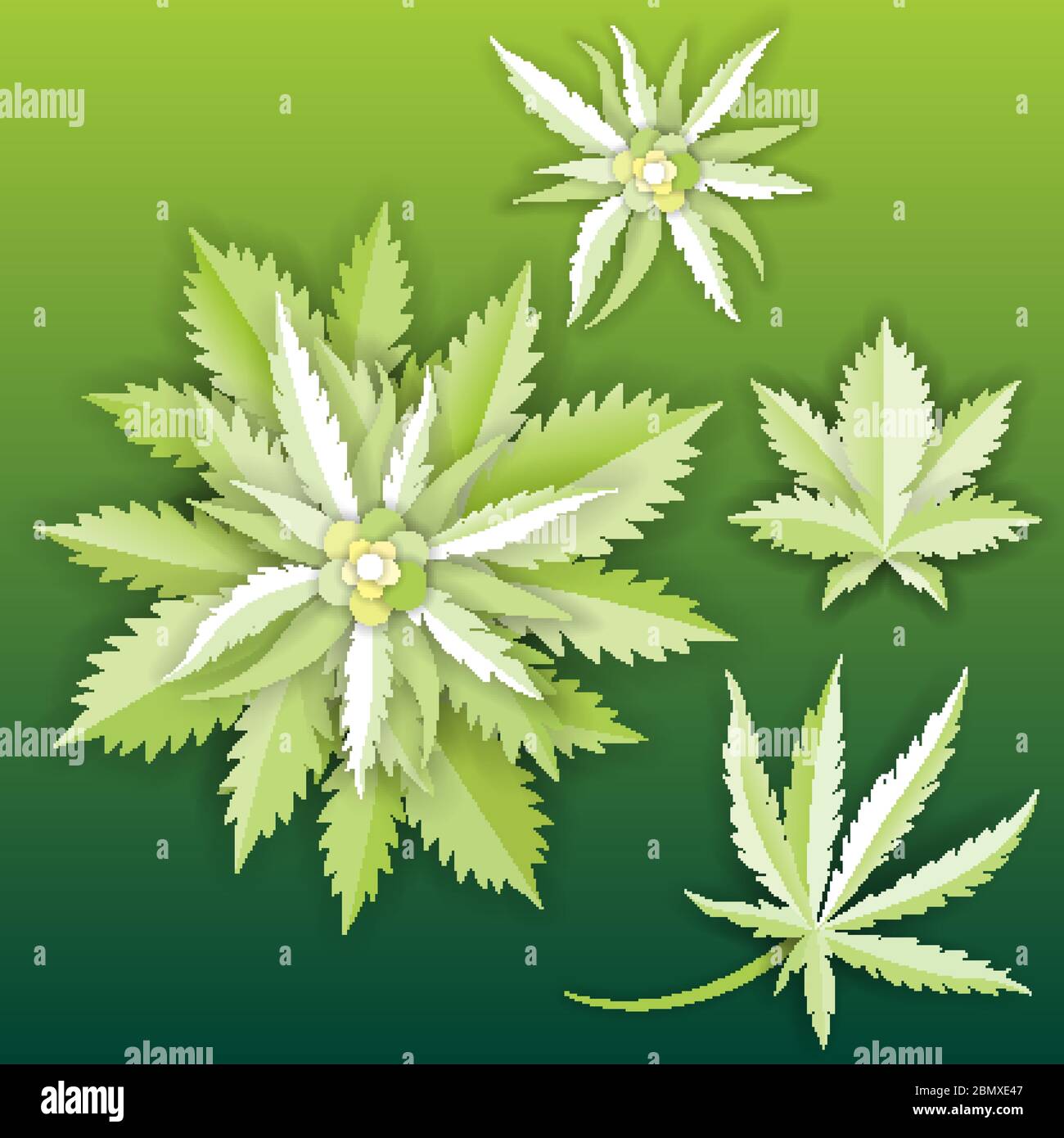 Young leaf marijuana plant Stock Vector Images - Alamy