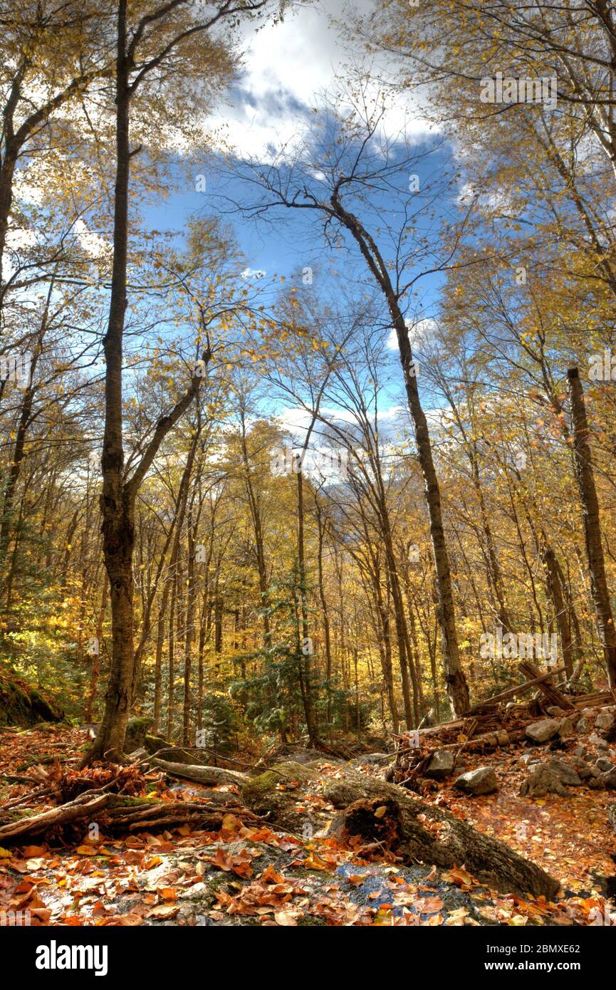 A forest in Vermont in the fall, showing a blue sky, red and yellow ...