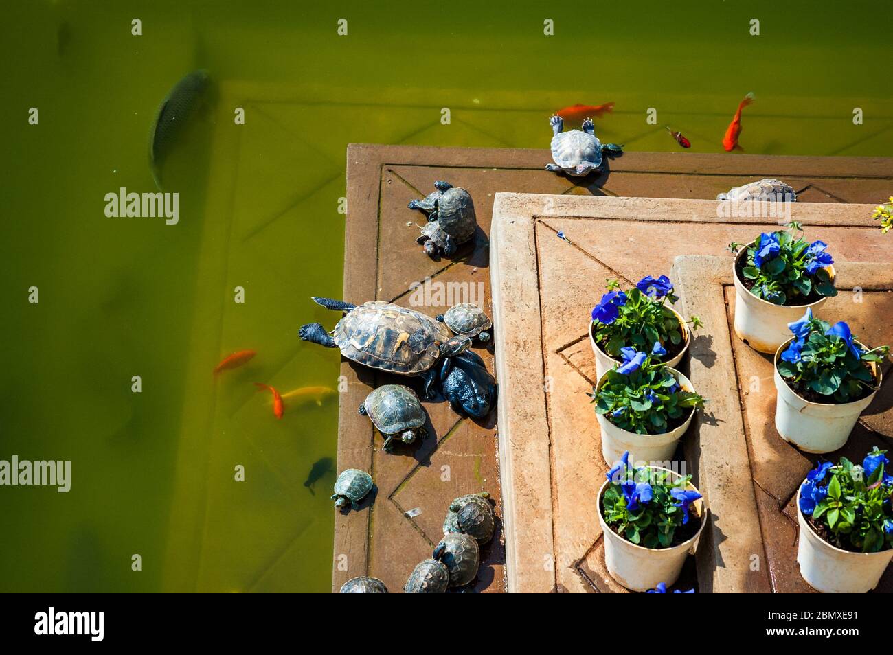 Turtles, carp and a toad in and out of a pond at the Yuantong Temple ...