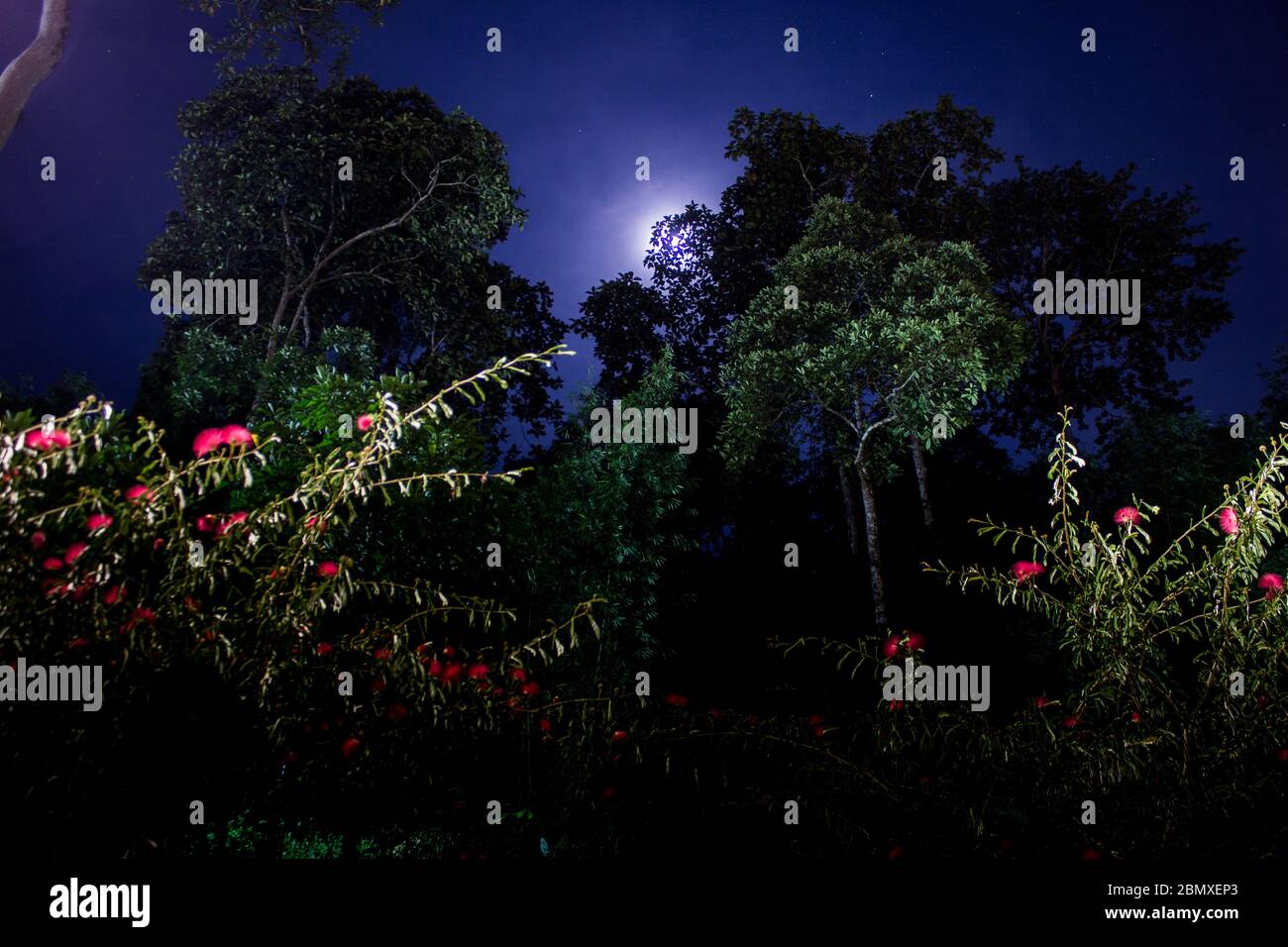Full moon through trees in hi-res stock photography and images - Alamy