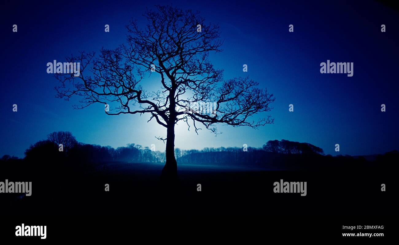 A blue-tone fin art image of an oak tree at sunrise Stock Photo - Alamy