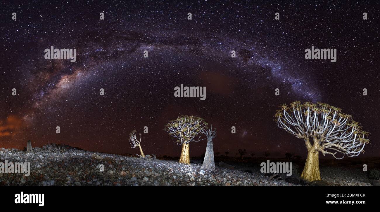 milky way stars and quiver tree's Stock Photo - Alamy