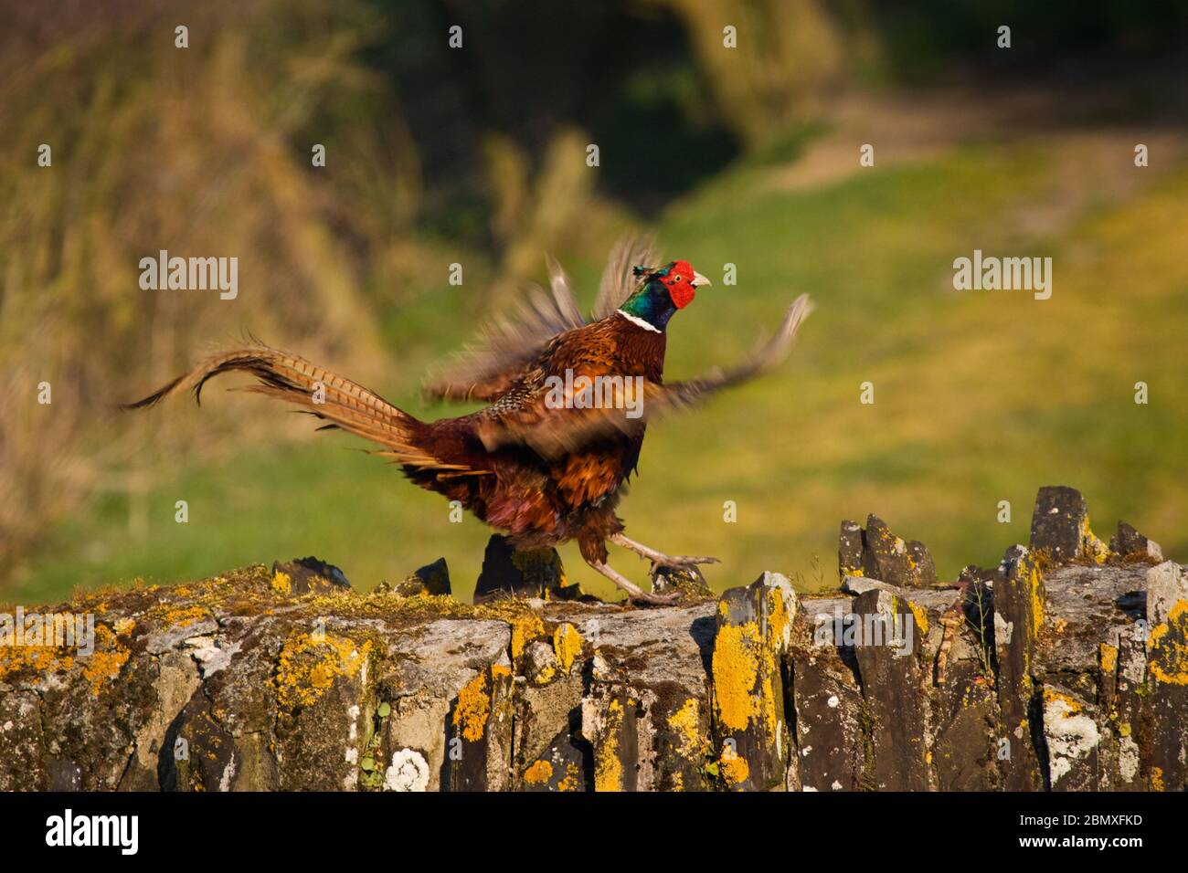 cock pheasant displaying Stock Photo - Alamy