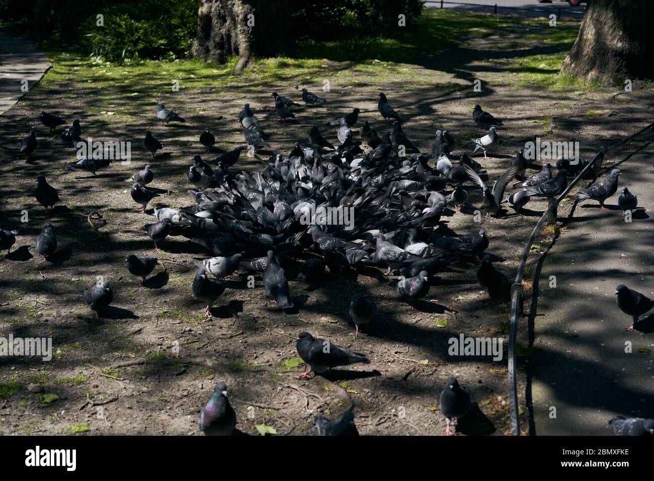 City park pigeons hi-res stock photography and images - Alamy