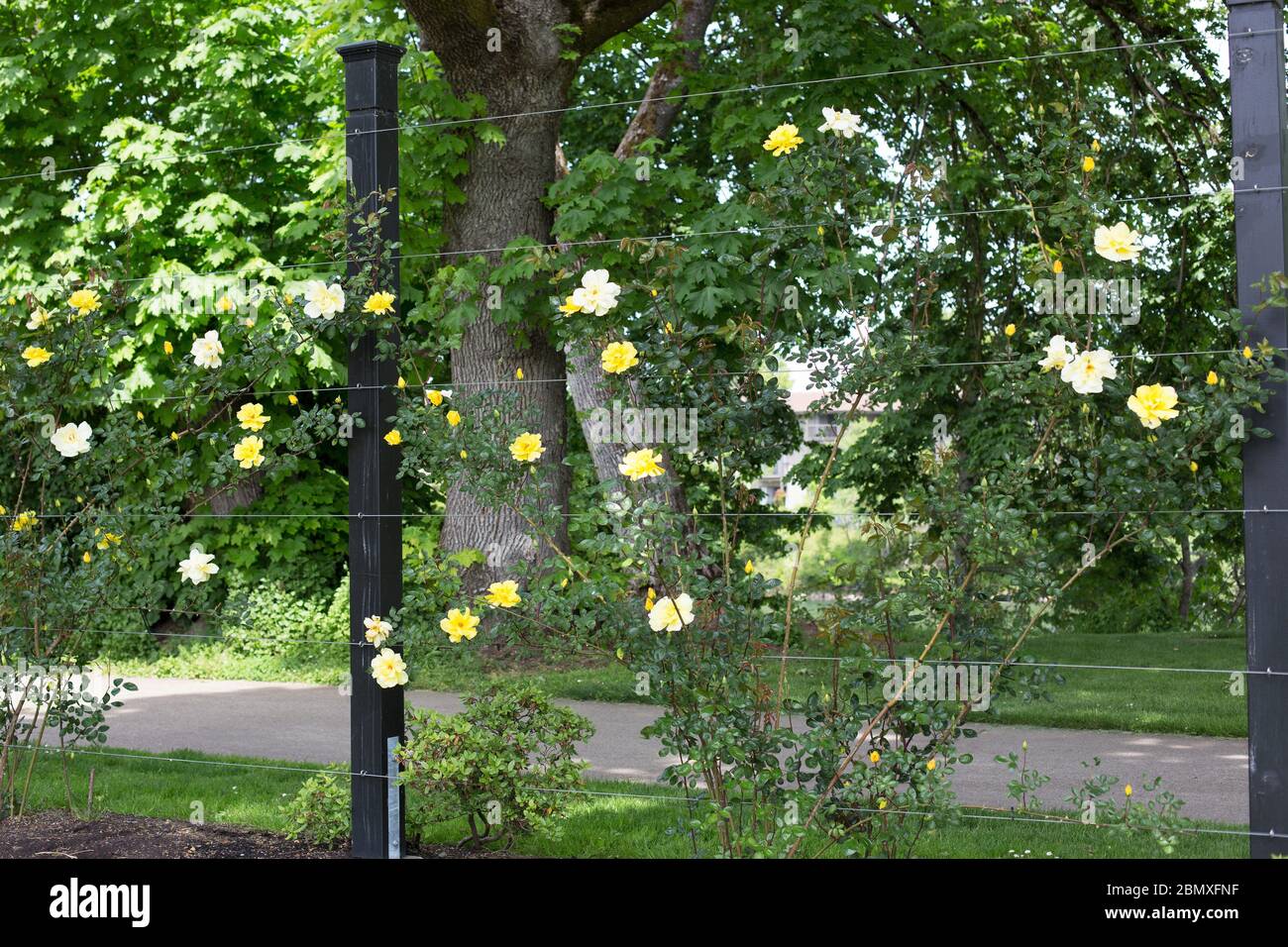 Golden showers hi-res stock photography and images - Alamy