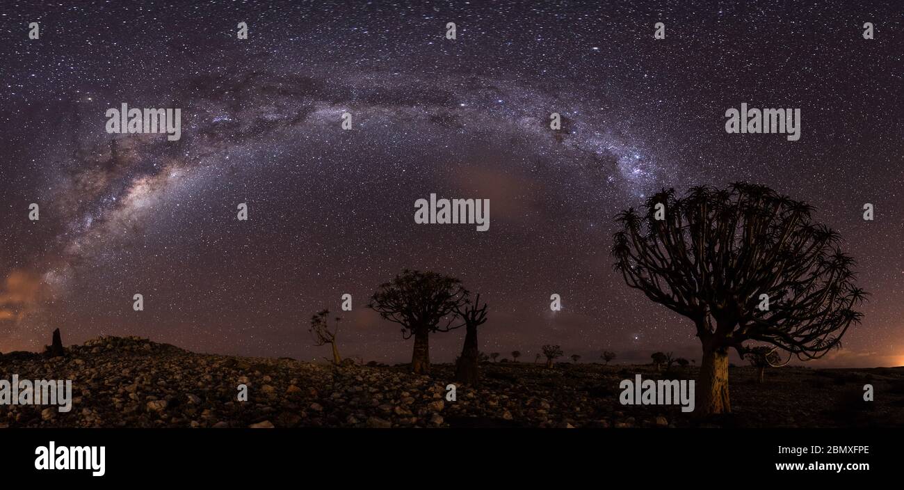 milky way stars and quiver tree's Stock Photo - Alamy