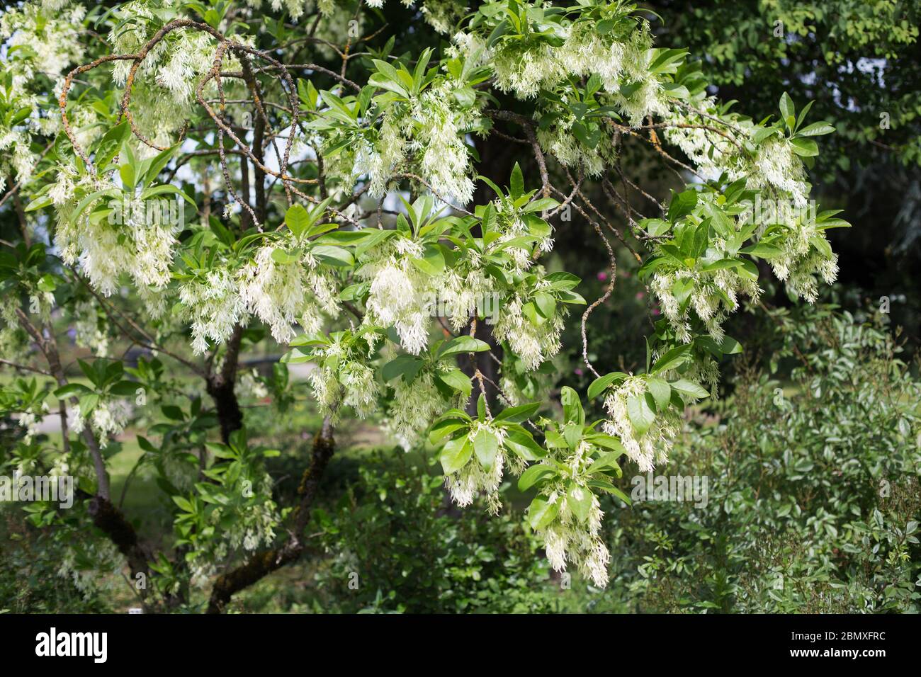 White fringetree chionanthus virginicus hi-res stock photography and ...