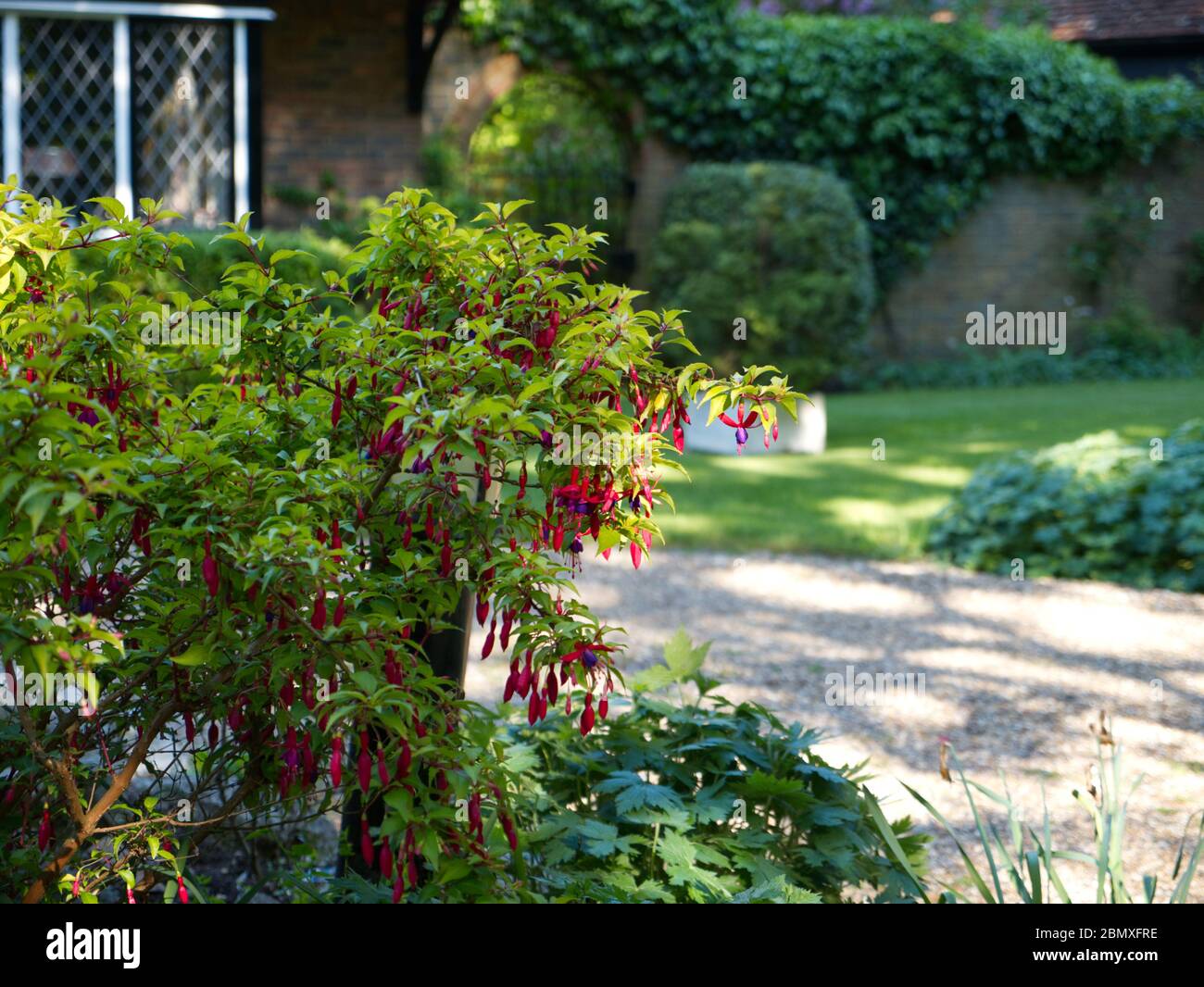 Fine English country garden laid with shrubs, lawn and bushes ...