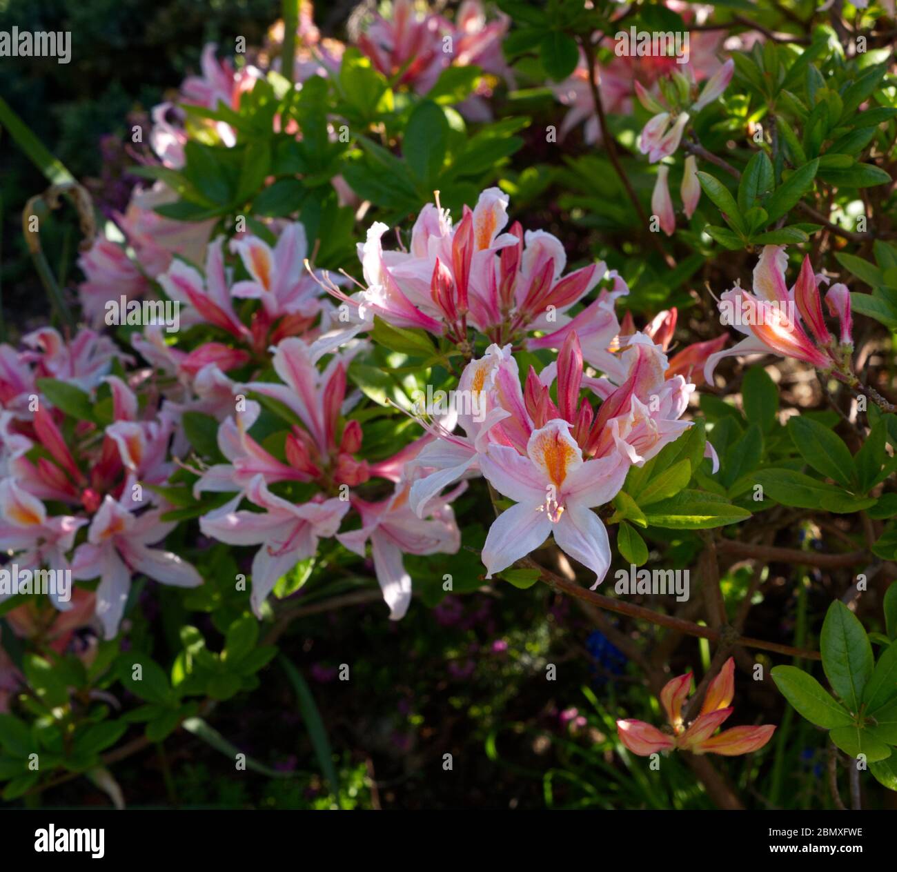 Sims azaleas hi-res stock photography and images - Alamy